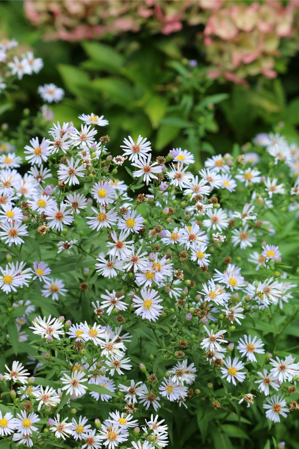 Aster cordfolius / Blue Wood Aster | Wicklein's Wholesale Native Plant ...