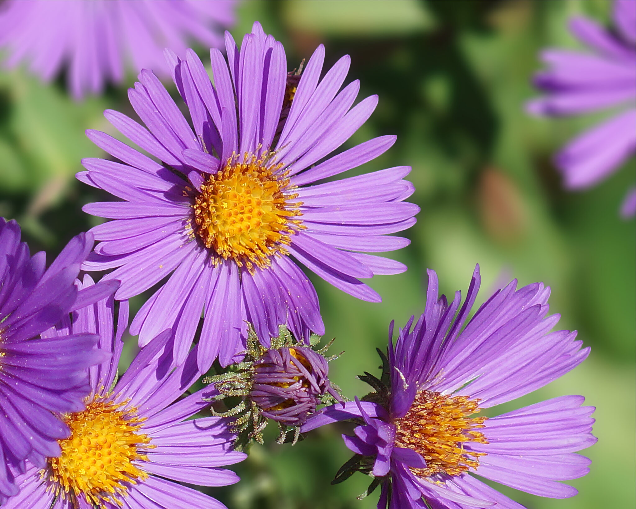 Aster novi-angliae / New England Aster | Wicklein's Wholesale Native ...