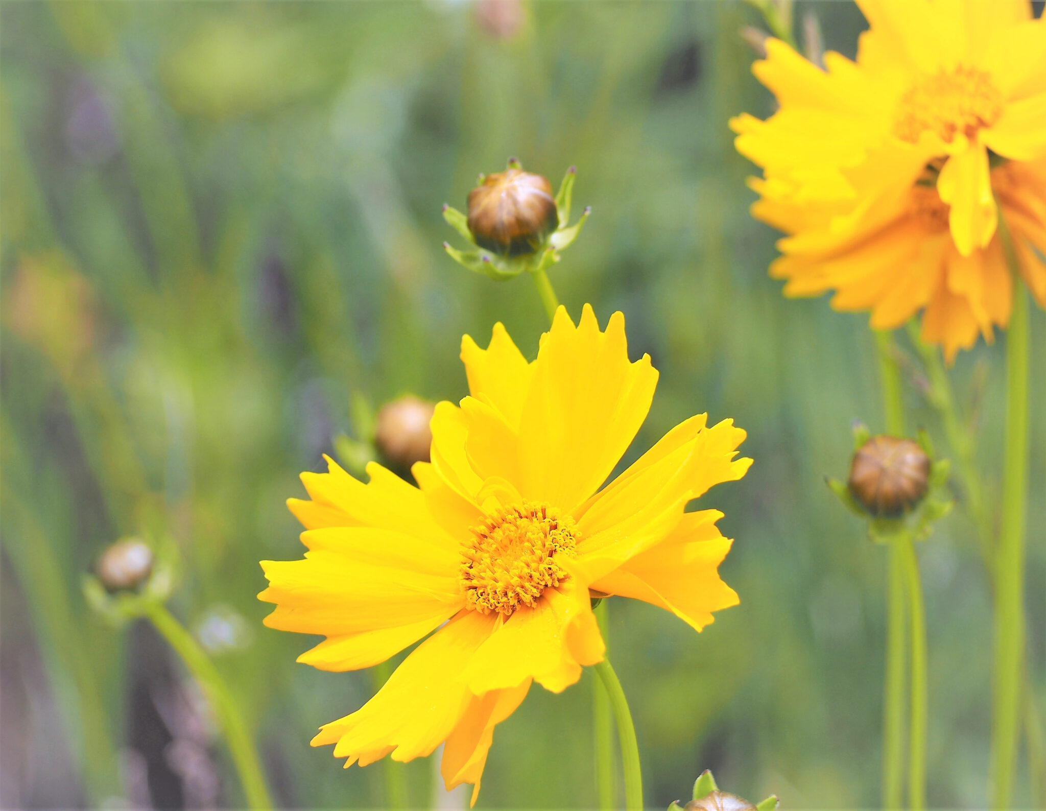 Coreopsis lanceolata | Wicklein's Wholesale Native Plant Nursery Maryland