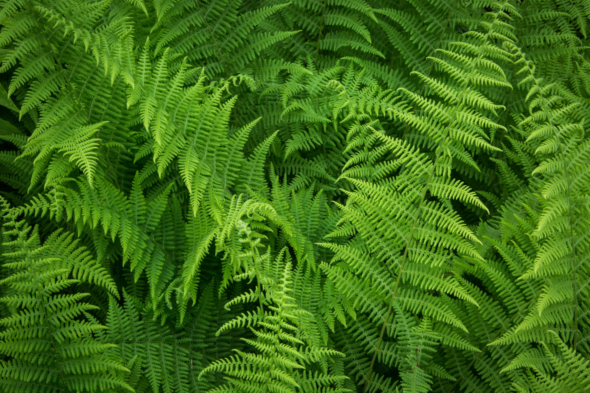 Dennstaedtia punctilobula / Hay-Scented Fern | Wicklein's Wholesale ...