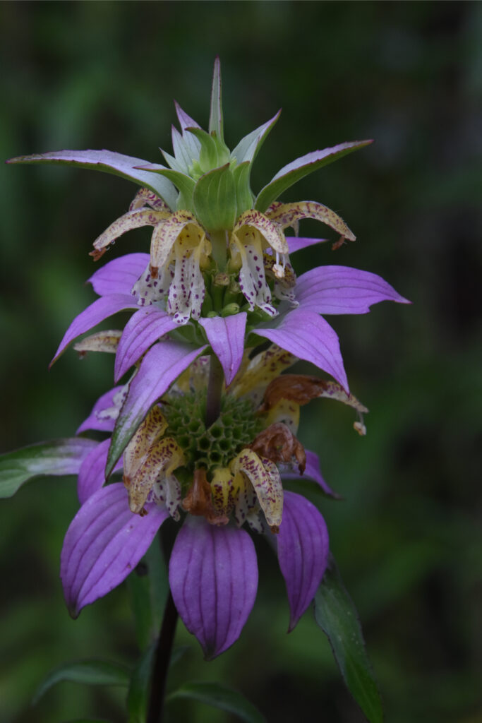 Monarda punctata (2) | Wicklein's Wholesale Native Plant Nursery Maryland