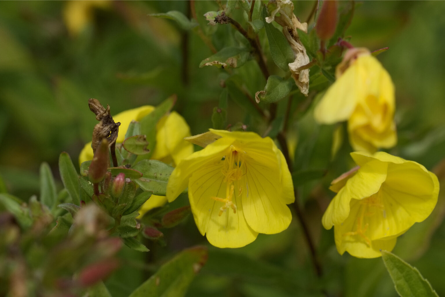 Oenothera fruticosa | Wicklein's Wholesale Native Plant Nursery Maryland