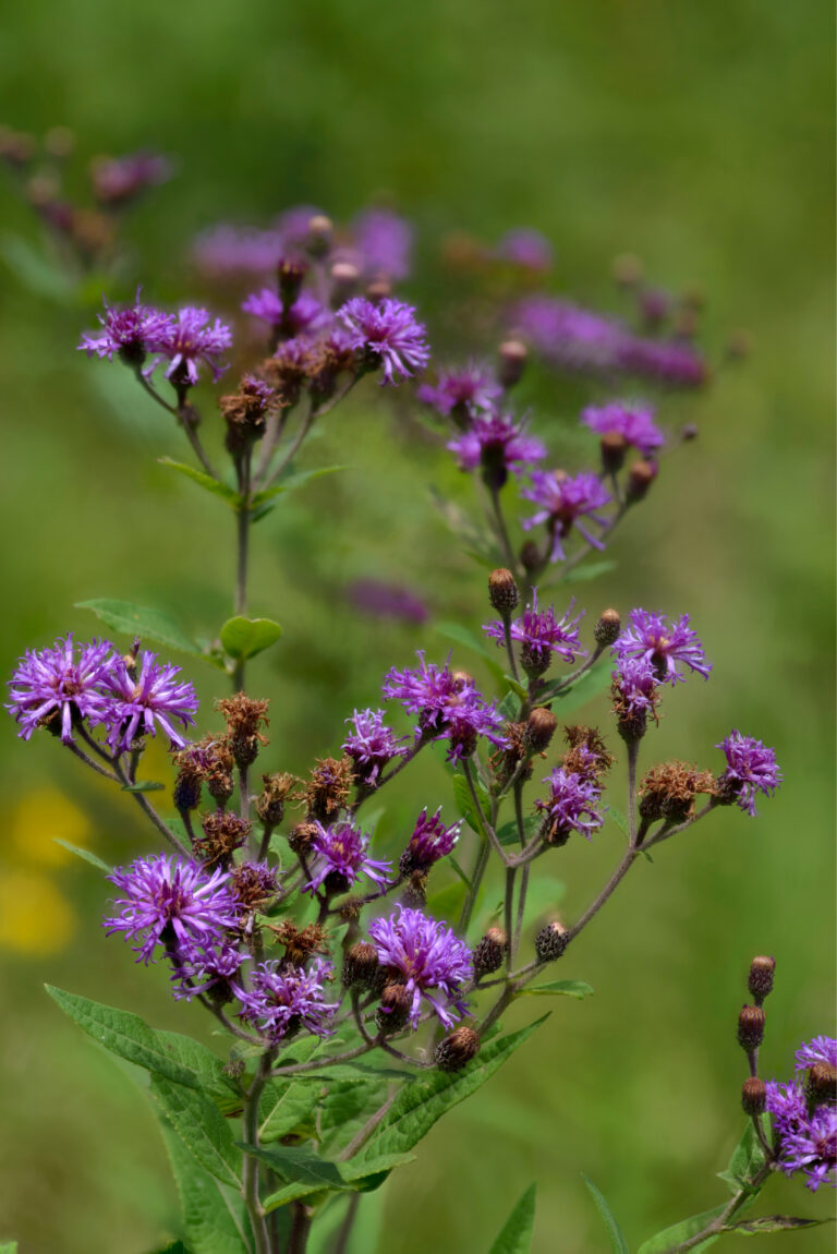 Vernonia noveboracensis | Wicklein's Wholesale Native Plant Nursery ...