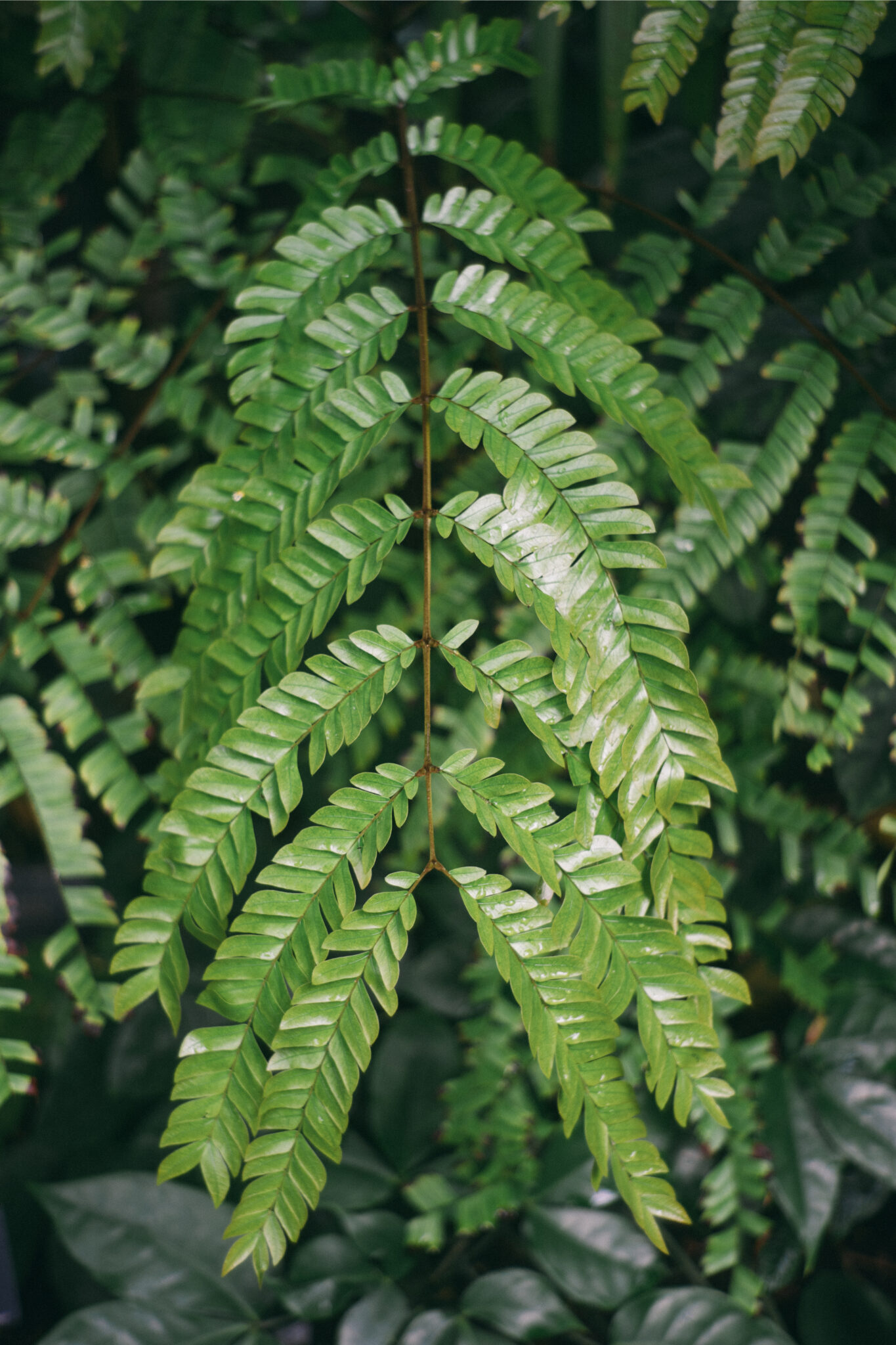Woodwardia virginica / Virginia Chain Fern | Wicklein's Wholesale ...